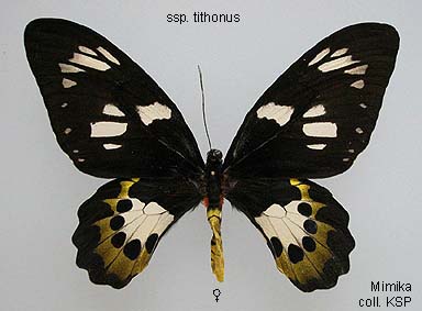 Papua Insects Foundation (Lepidoptera/Papilionidae/Ornithoptera tithonus)